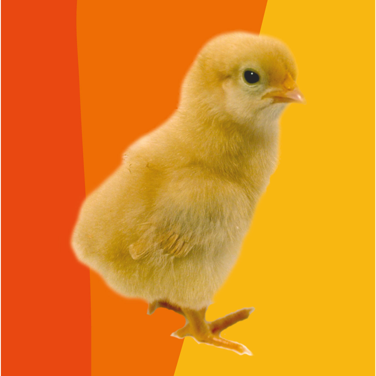 A Pasqua regala il Pulcino | Oxfam It